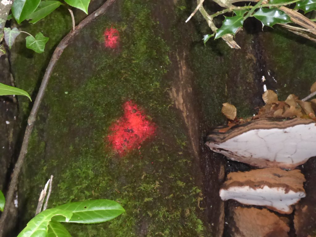 Tree spotting – Brightling, East Sussex – village website